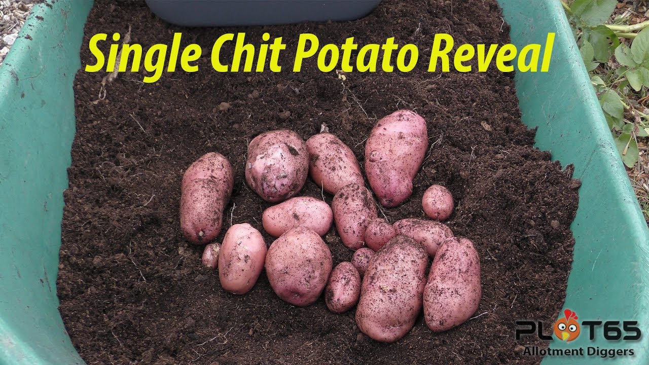 Red Skin Potato Reveal 29 07 2017 - YouTube