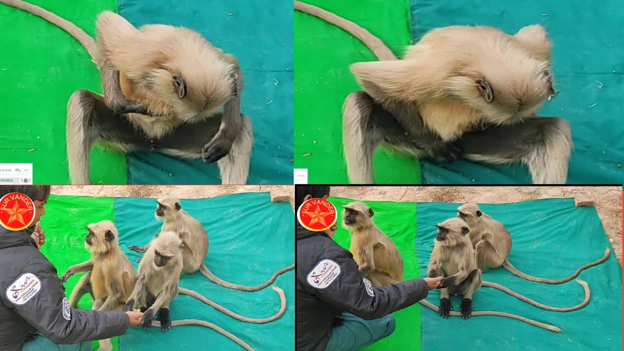 monkey funny video,cute animals,top monkey,best baby monkey video,viral monkey, হনুমান,हनुमान ...