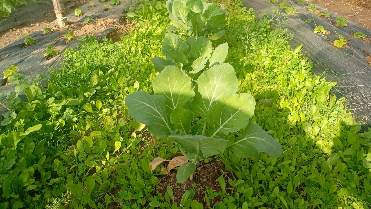 HA VEGETABLES FARM is live!vegetable information live seed to harvest # ...