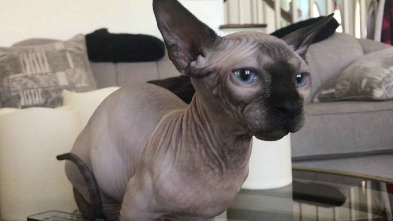sphinx kitty and dog - YouTube