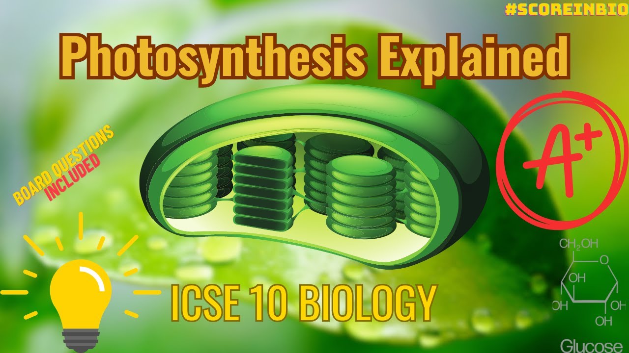 Mastering Photosynthesis: Phases & Chloroplast Structure | Board ...
