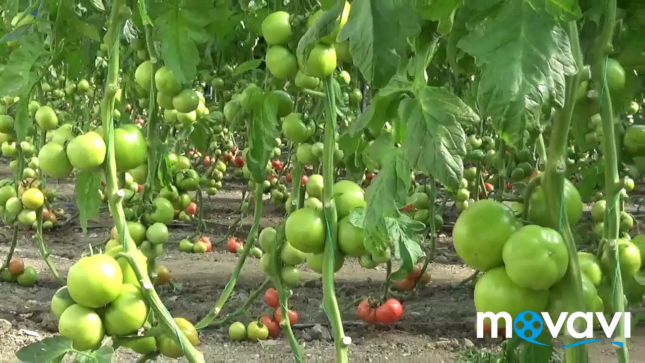 ΑΤΤΑΠΟΥΛΓΙΤΗΣ ΣΕ ΝΤΟΜΑΤΙΑ(ΕΛΠΙΔΑ).ΠΟΛΥ ΜΕΓΑΛΗ ΠΑΡΑΓΩΓΗ ΜΕ ΟΙΚΟΝΟΜΙΑ ΣΕ ...