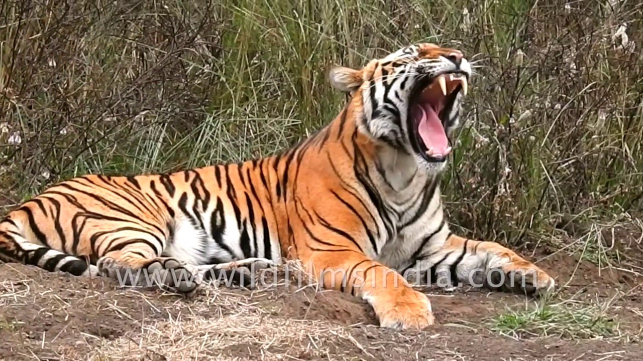 Dry-cleaning indeed: Tiger licks its fur to give itself a cleaning ...
