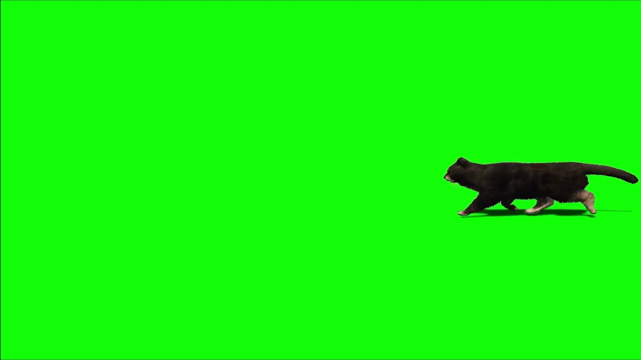 Cat || Green Screen Videos - YouTube