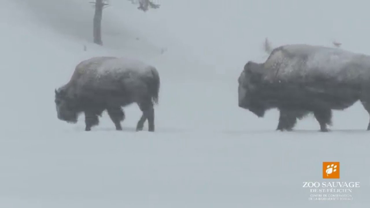 bison des plaines dans la neige Plain bisons in the snow Zoo sauvage de ...