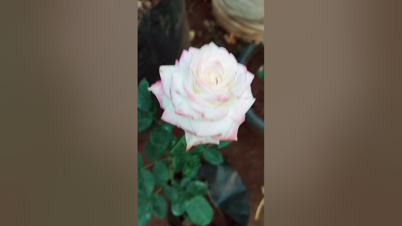 Imperative Ferra music tamil tamilsong love flowers song imperative-ferra-music-tamil-tamilsong-love-flowers-song