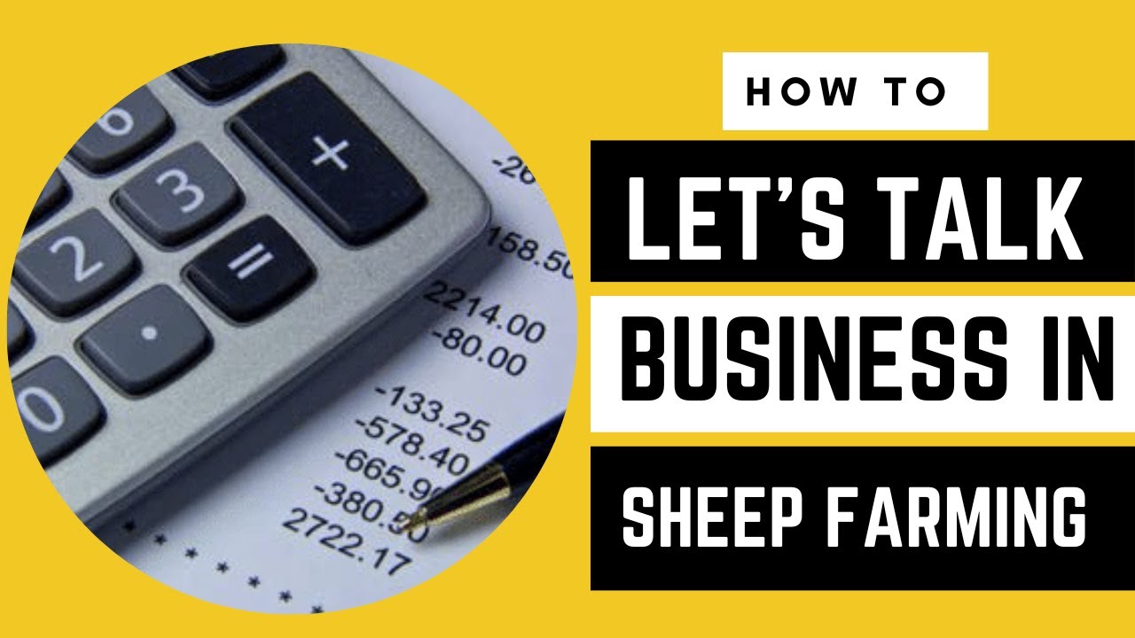 The BUSINESS side of SHEEP FARMING | AFRICA FARMING (SHEEP FARMING ep 4 ...