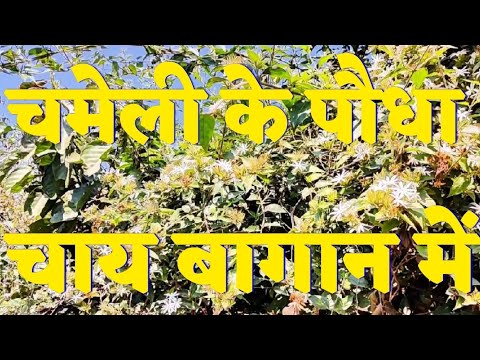 Chameli ke phool.#jasmineflower ,#jasmine, #jasmineflowers, #flowers # ...