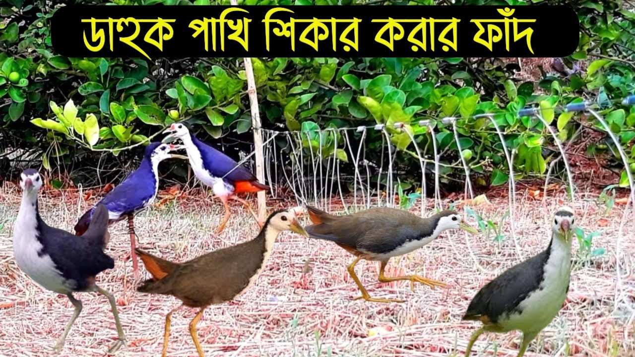 Dauk Pakhi Shikar | Dahuk Dhorar Fad | Dahuk Bird Hunting | Dahuk Bird ...