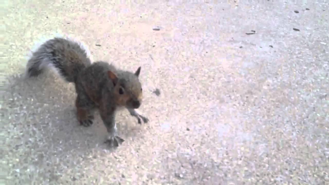When Crazy Animals Attack Squirrel With Rabies Tries To Attack Humans ...