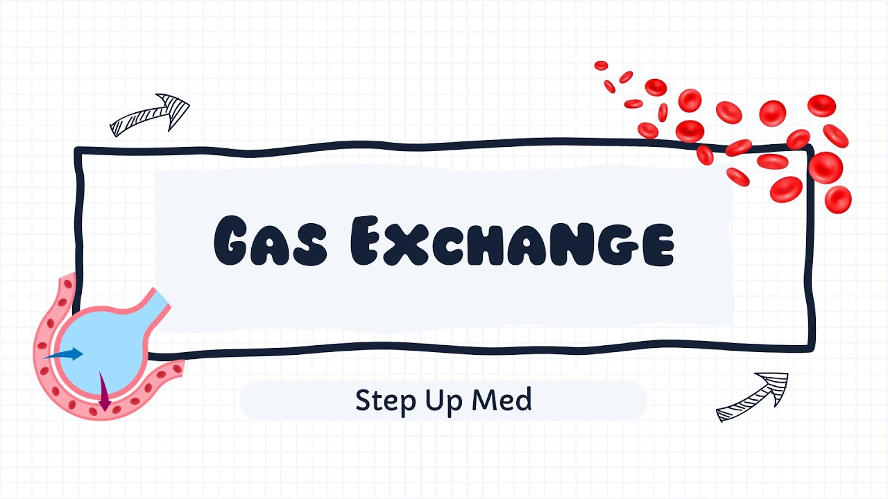 Respiratory Physiology: Gas Exchange and Diffusion (Ep.5) - YouTube