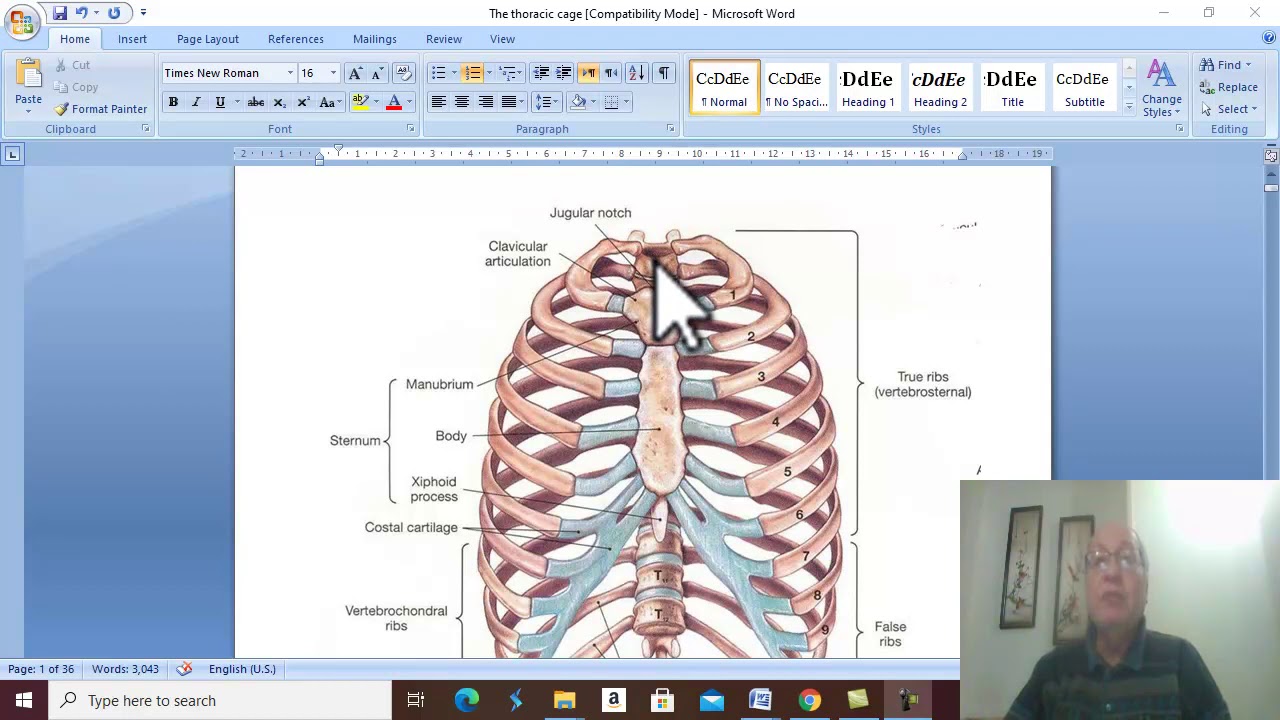 Thoracic Cavity Blank Diagram