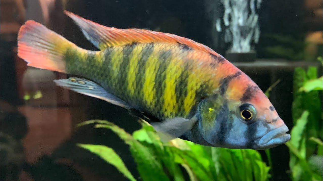 Introducing bully fish back into the aquarium, WHAT HAPPEND? - YouTube