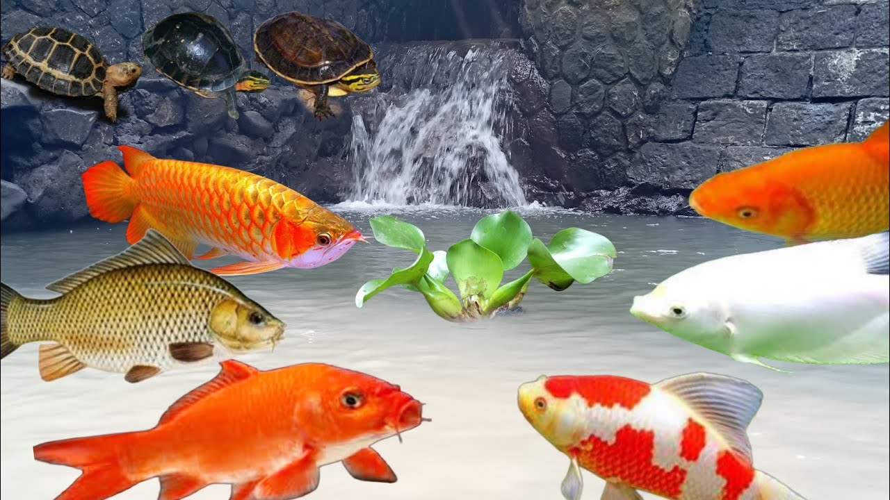 Menangkap Ikan Hias, ikan koi slayer, ikan komet, ikan cupang, ikan ...