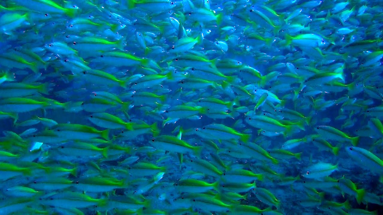 Caesio xanthonotaFisch - Yellow Back Fusilier - YouTube