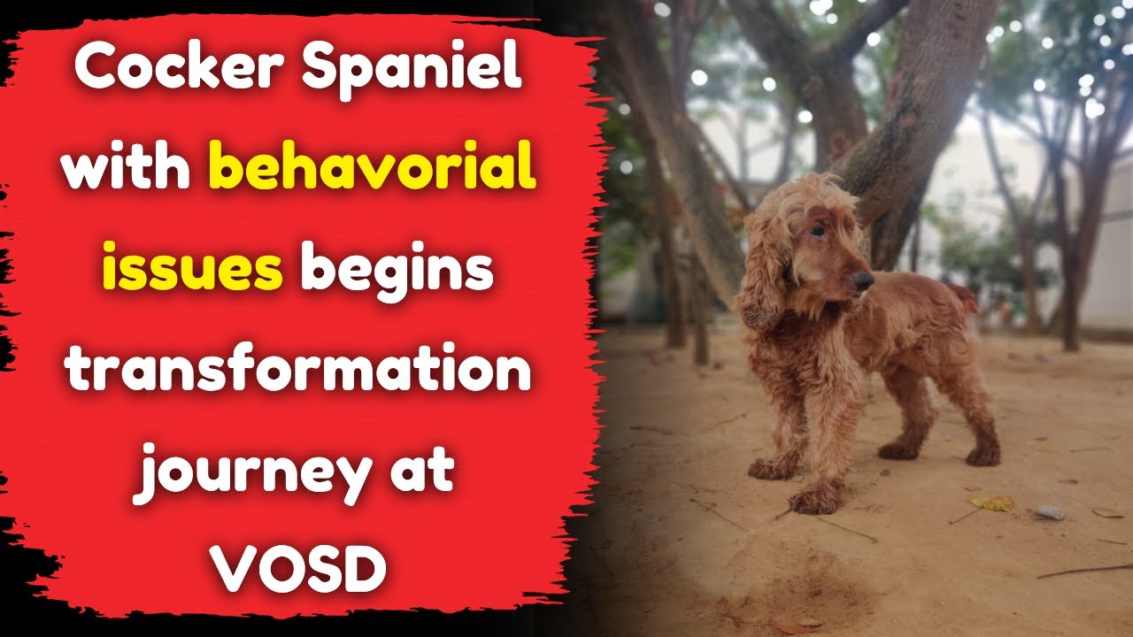 Cocker Spaniel with behavorial issues begins transformation journey at ...