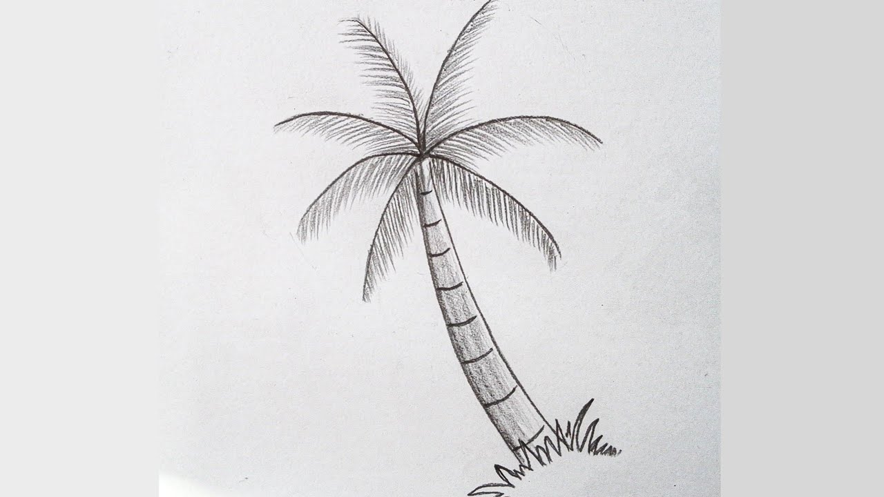 How to draw coconut tree step by step | Coconut tree drawing | #artbyrihamaryam - YouTube