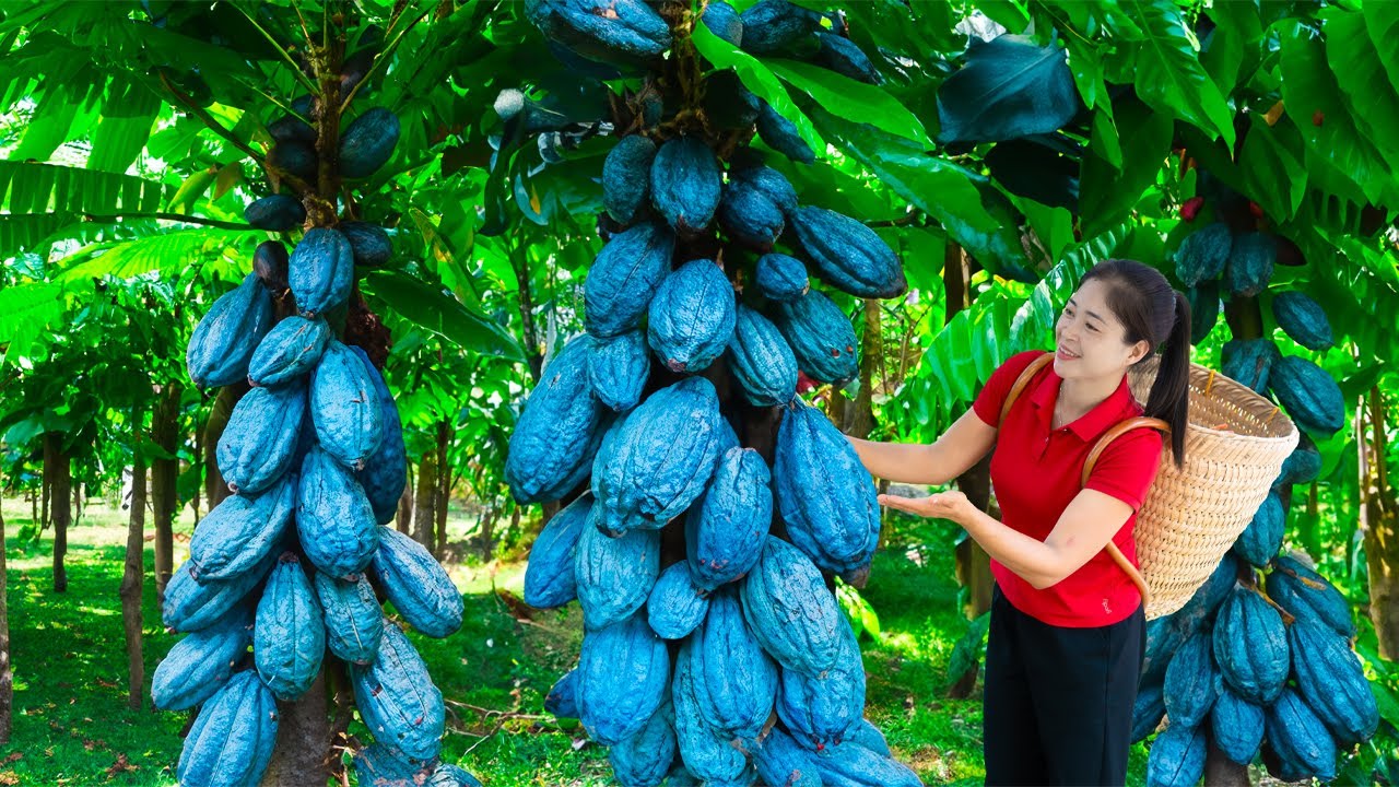 Harvest Blue Cacoa Pod & Goes To Market Sell | Harvesting And Cooking ...