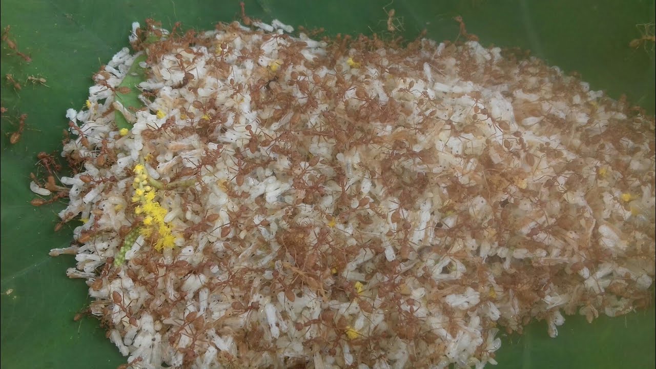 পিঁপড়া তাজা টিপ বা পিঁপড়া ড়িমএর ভিডিও " Ant Fresh Tip or Ant Dim ...