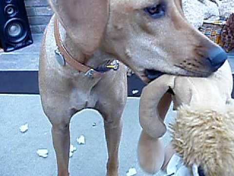 Rhodesian Ridgeback Killing a Lion Toy - YouTube
