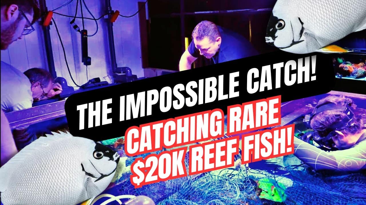Emergency Rescue: Saving a $20,000 Fish from a Giant Reef Tank! - YouTube
