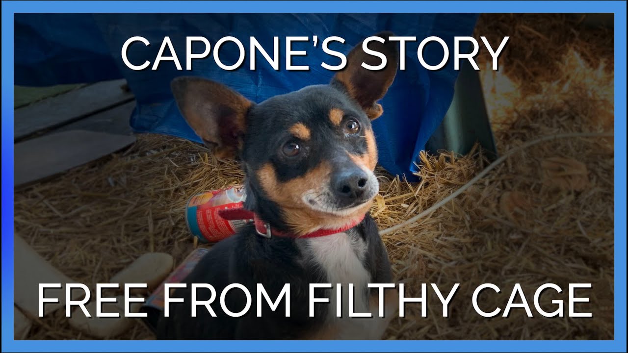 Capone Will Never Spend Another Minute Trapped in a Filthy Cage - YouTube