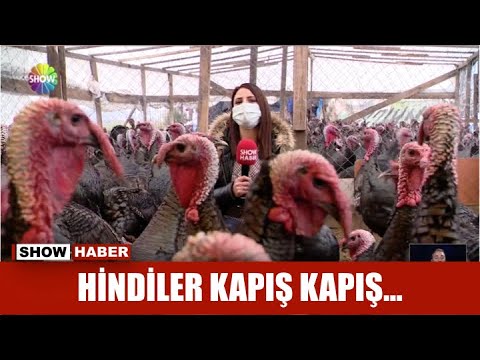 Hindiler kapış kapış...