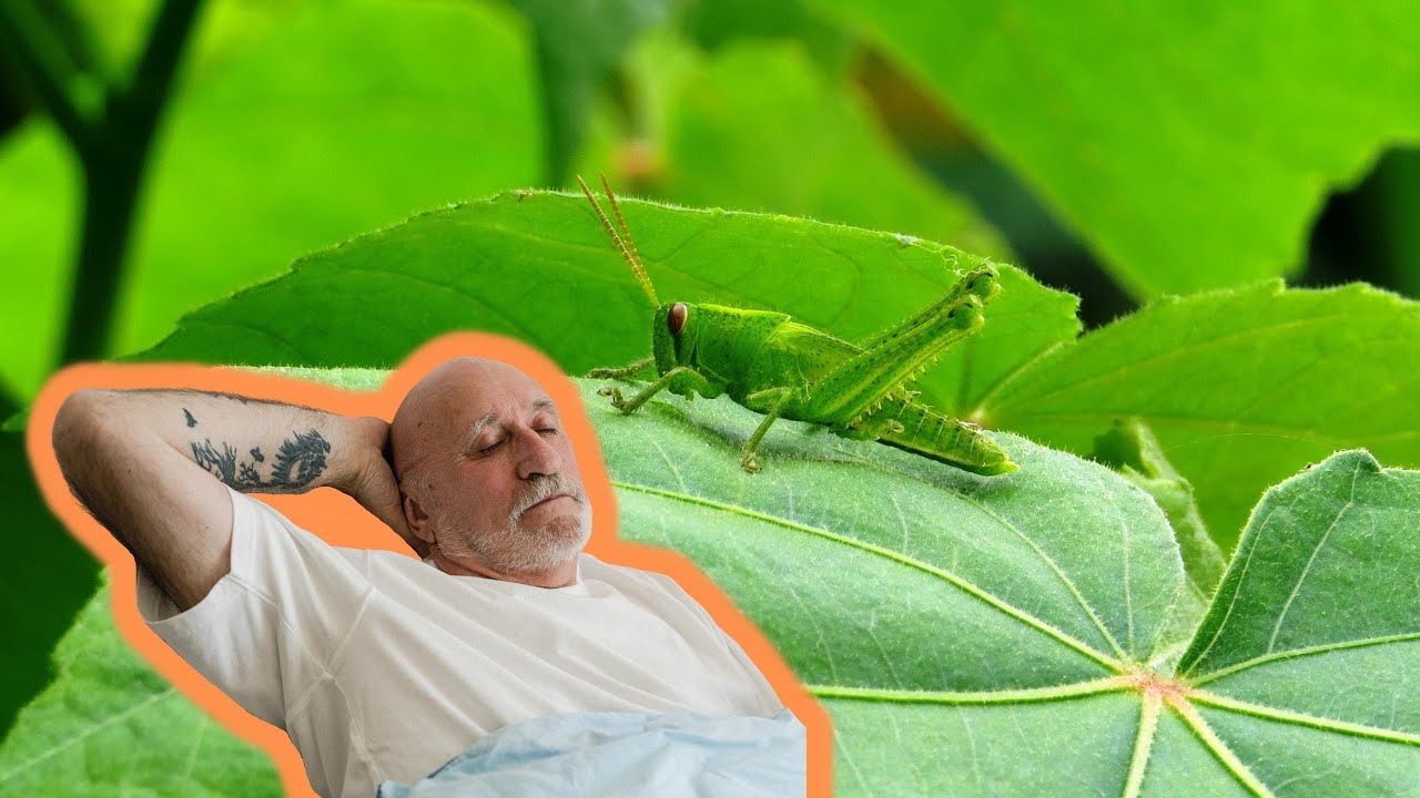 // Crickets Chirping \\ ::12 Hours:: [ Relaxing Cricket Sounds for ...