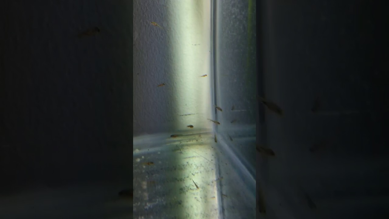 Goldfish fry 1 week old - YouTube