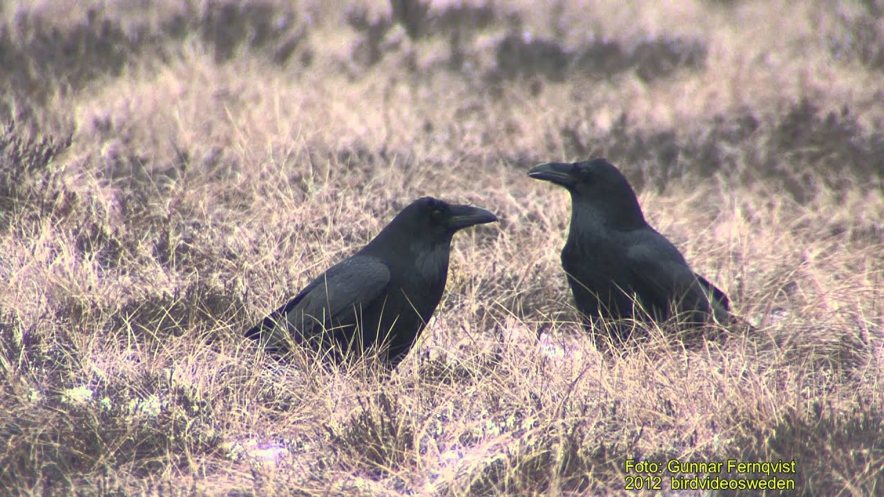 KORP Common Raven (Corvus corax) Klipp - 520 - YouTube