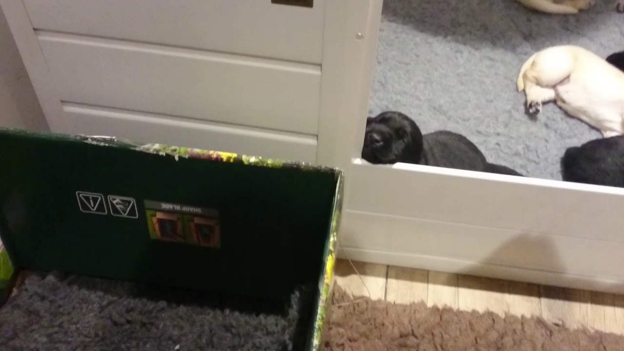 Bria day 13 - YouTube