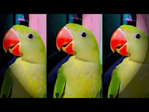 wait and watch #parrotx2#talking #parrot #smartparrot #youtubeshorts # ...