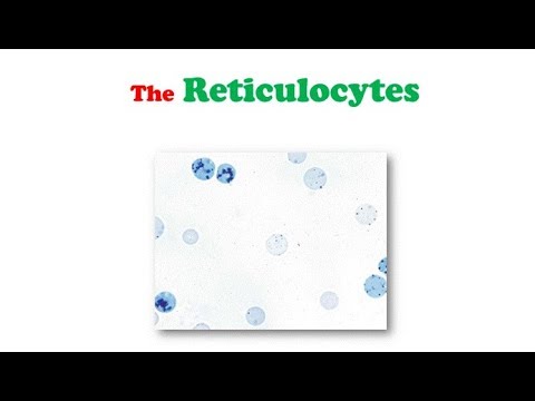 Hematology 🔤 - The Reticulocytes - YouTube