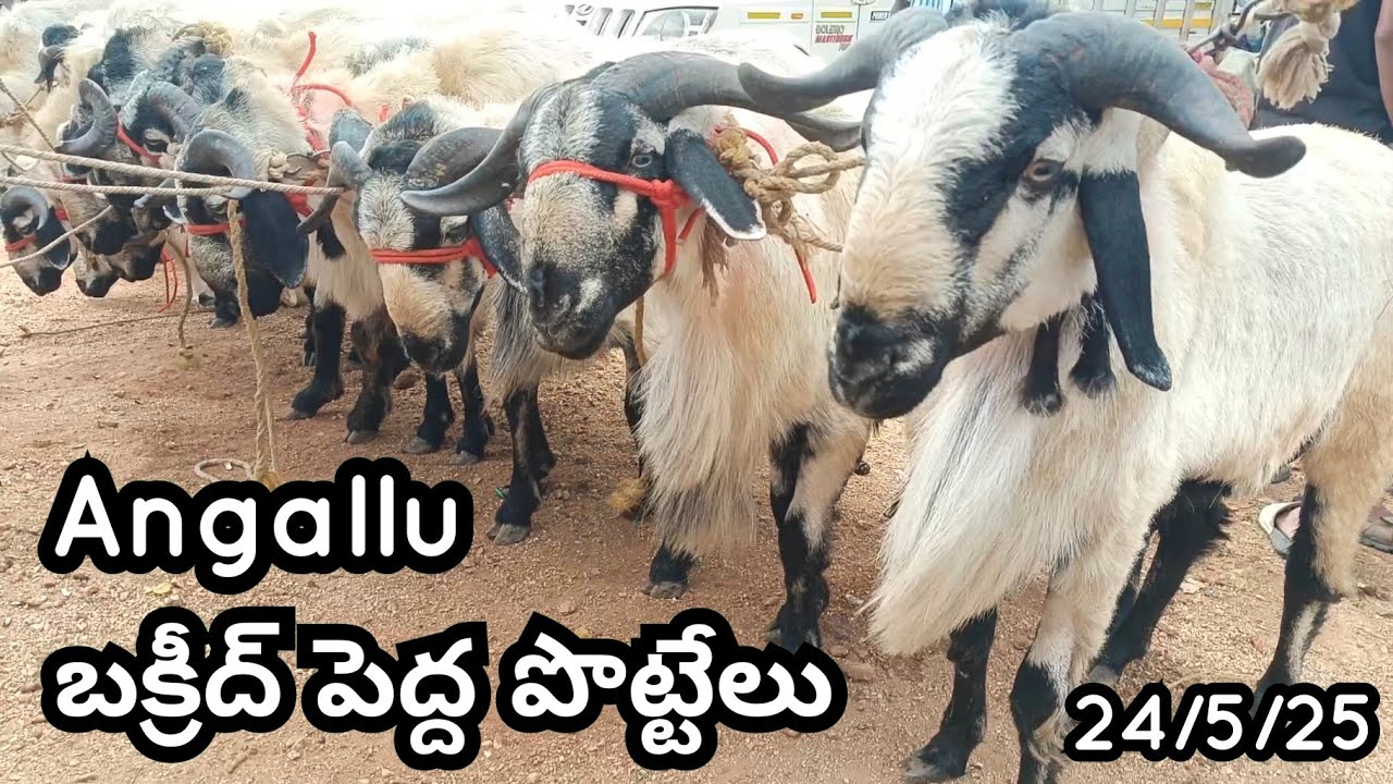 Angallu Big Sheeps Market Every Saturday 🐏🐏 - YouTube