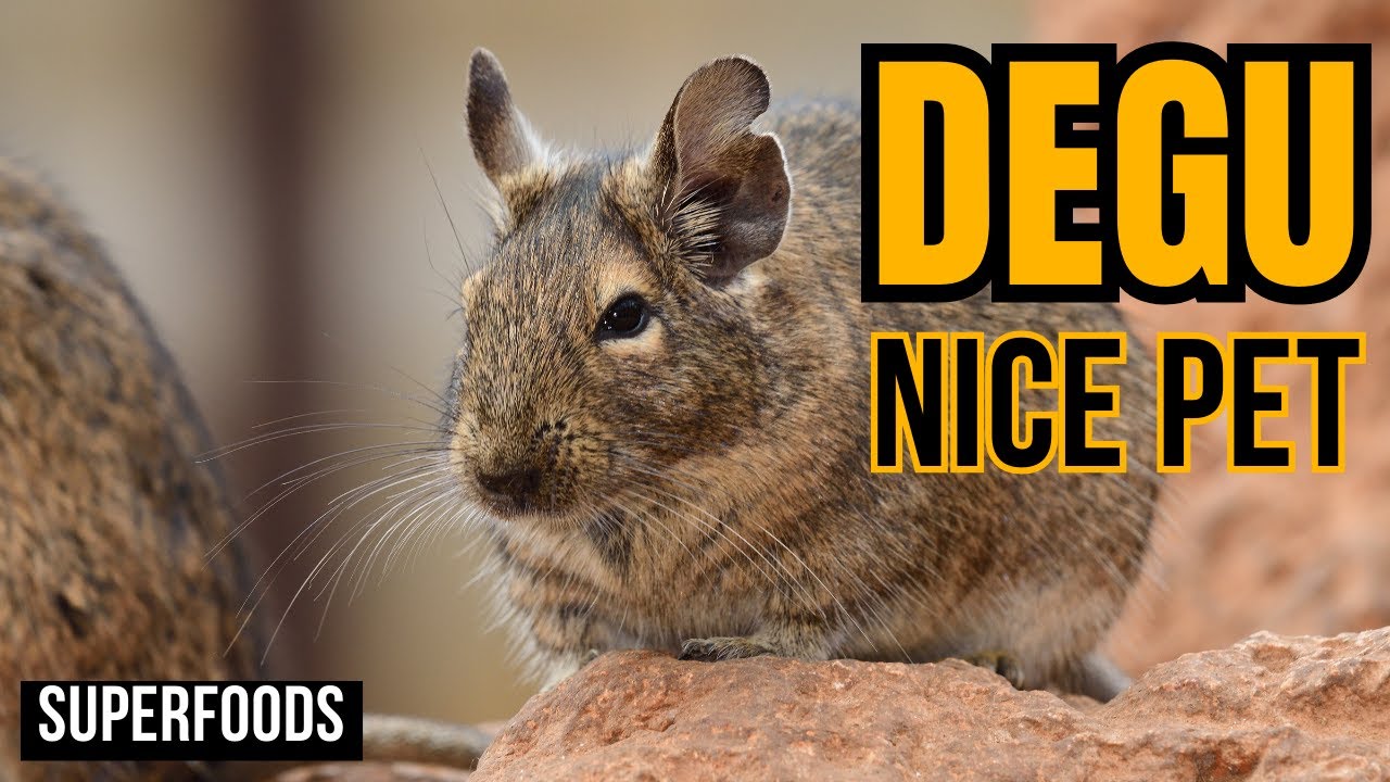 Degus 101 - Your Ultimate Guide to Caring, feeding, housing and more ...