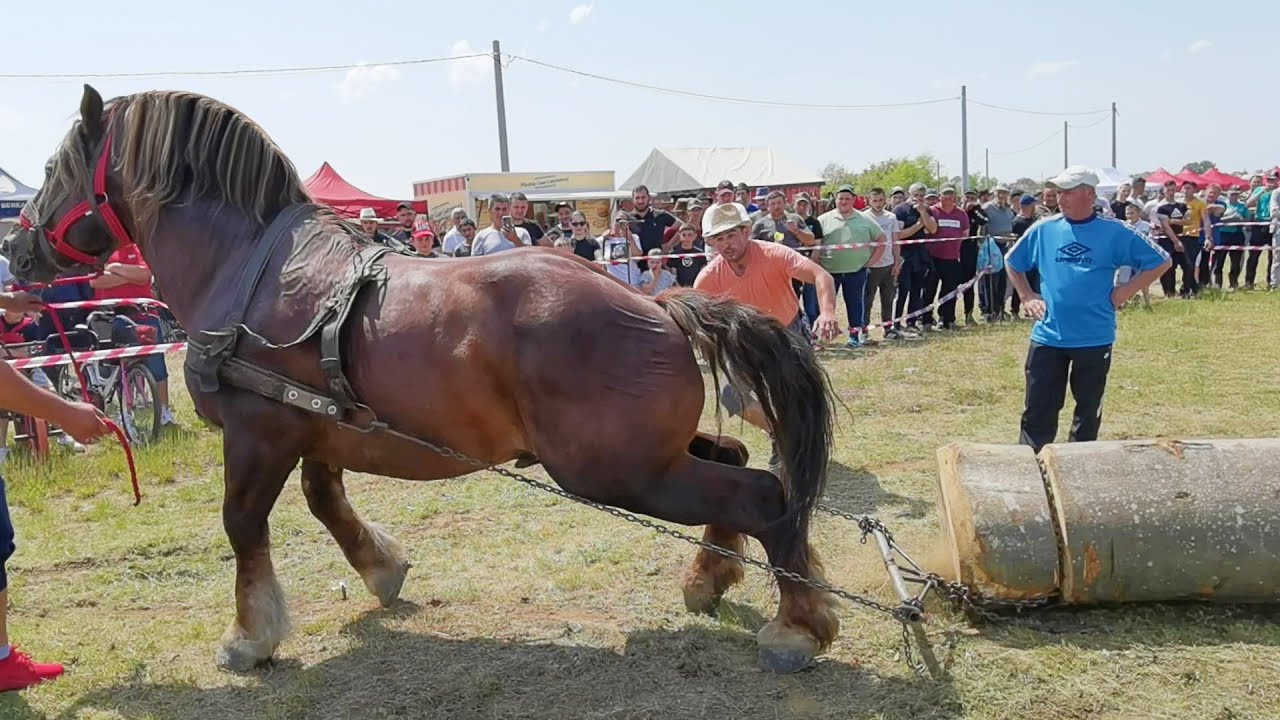 Cai probe de tracțiune cu armăsarul lui Ionuț - YouTube