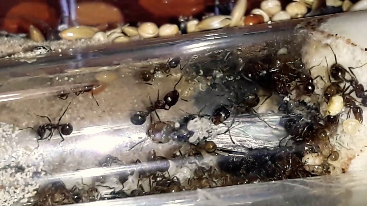 Messor orientalis first queen alate! - YouTube