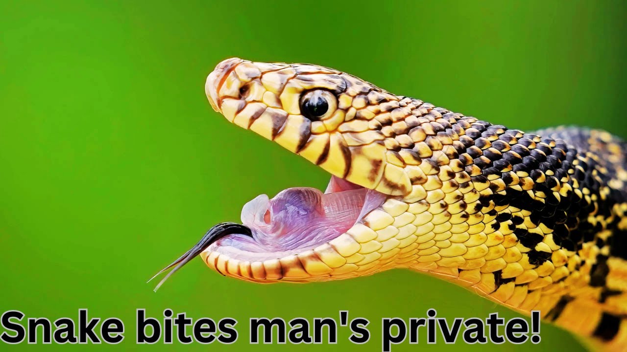 Snake Bites Man's Private - YouTube