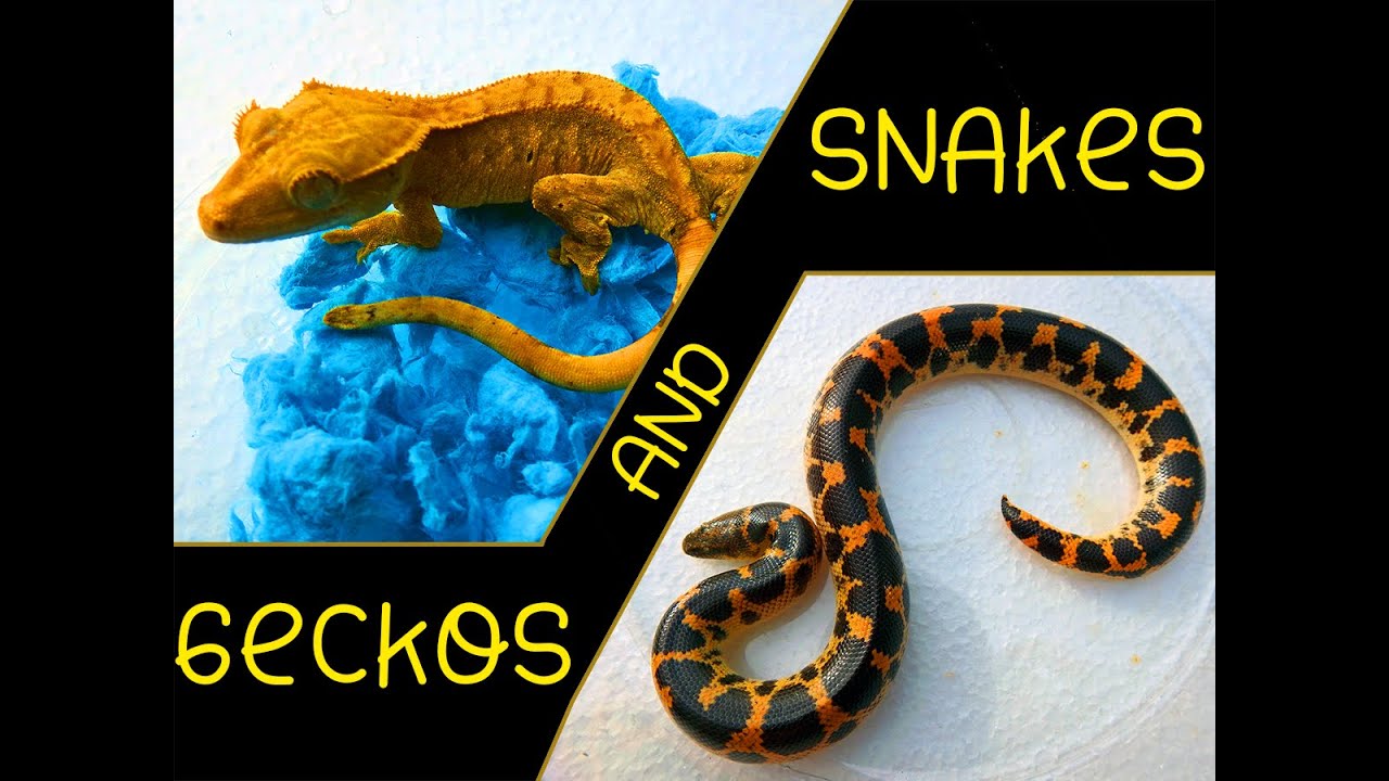 Bonna Boo's Debut! Unboxing Snakes and Geckos! - YouTube