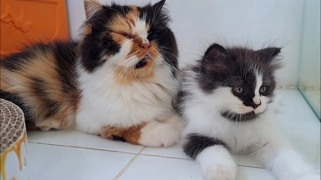 Kitten Gugu loves his mother cat very much and wants to be by her side ...
