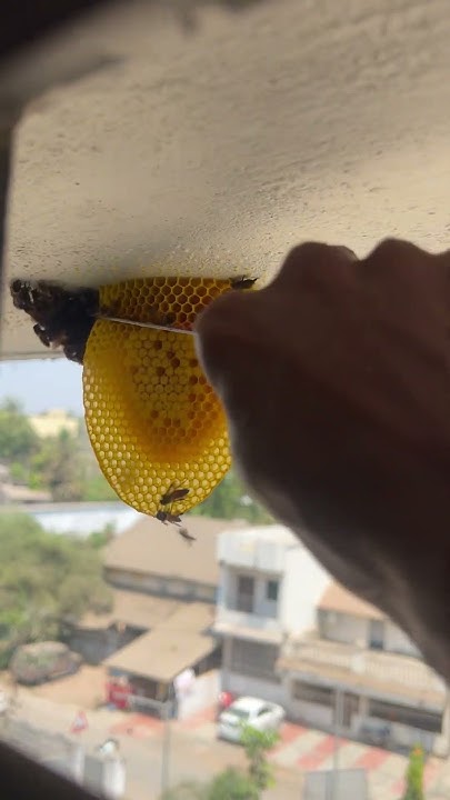 मधुमक्खी का छोटा छत्ता || small beehive #honey #madhumakkhi #bee #small bee #beekeeper #apis # ...