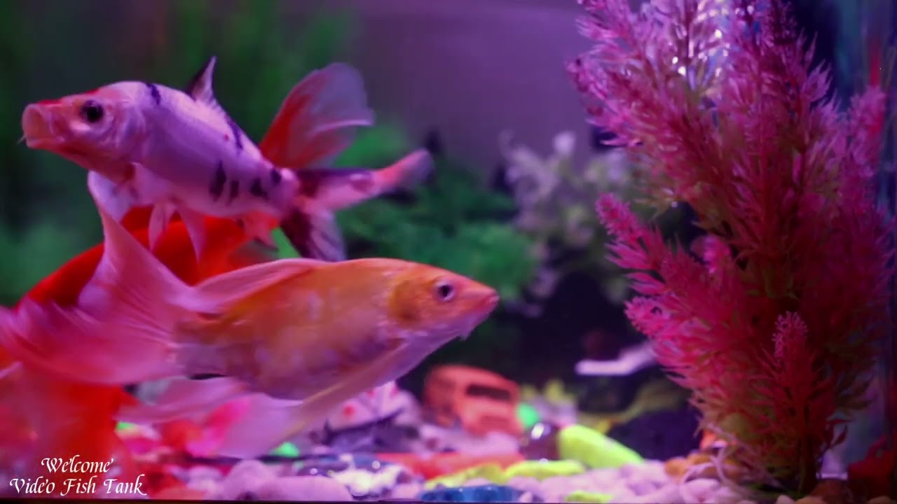 Frog, Snake, Goldfish, Koi Fish, cichlid, Colorful aquarium Surprise ...