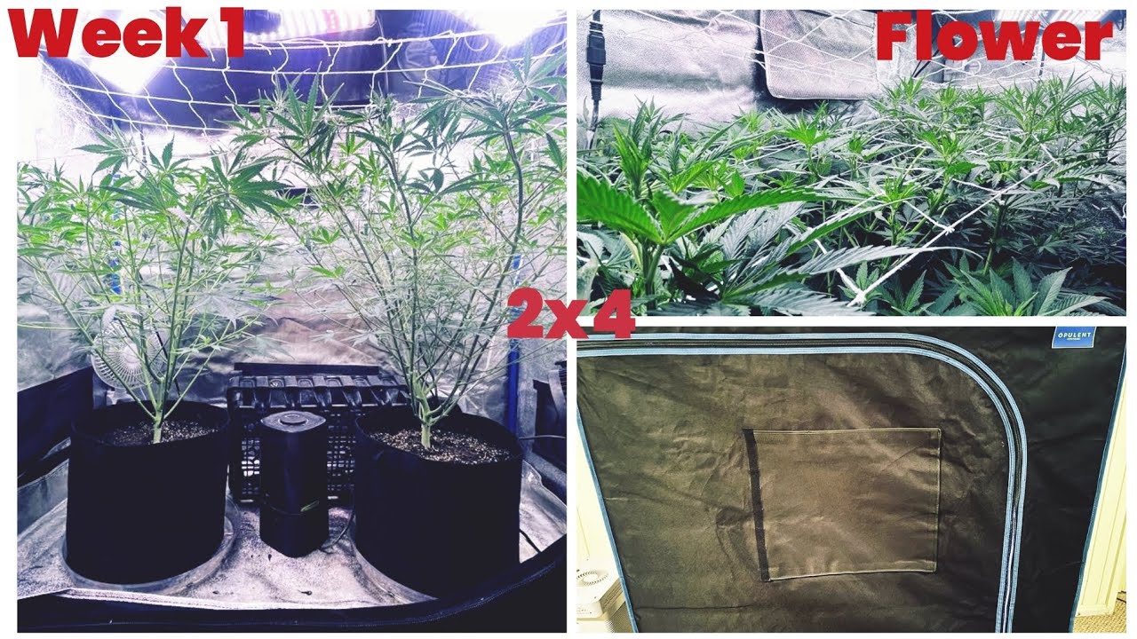 Week 1 Flower - YouTube
