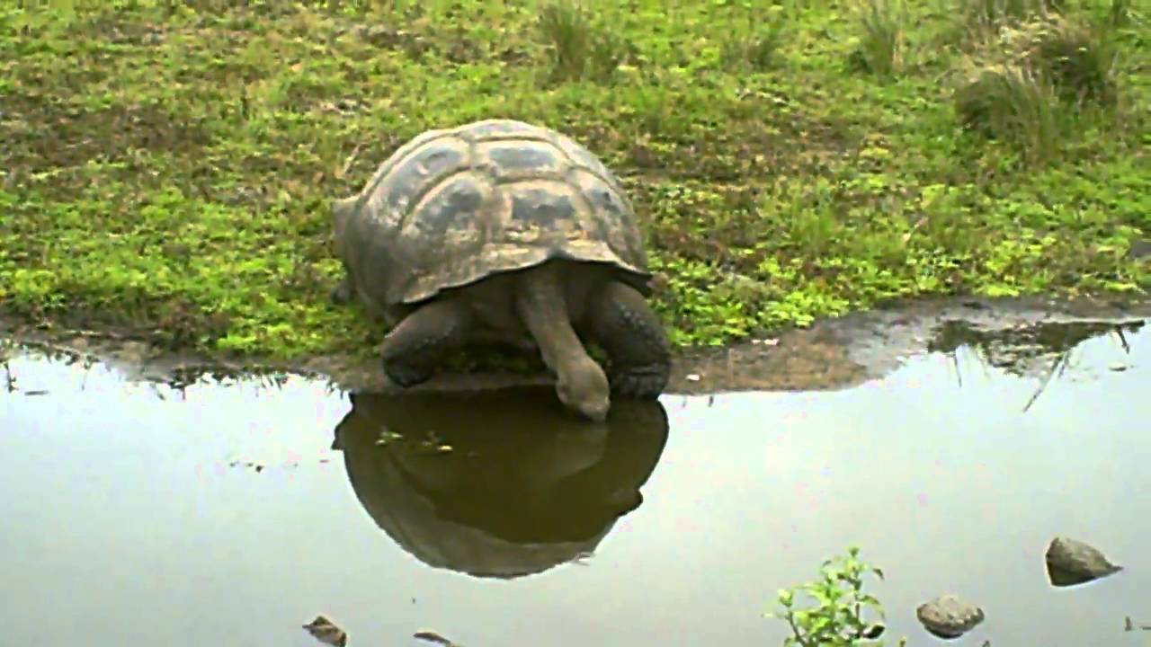 Galapagos Giant Tortoise Drinking and Pooping.AVI - YouTube