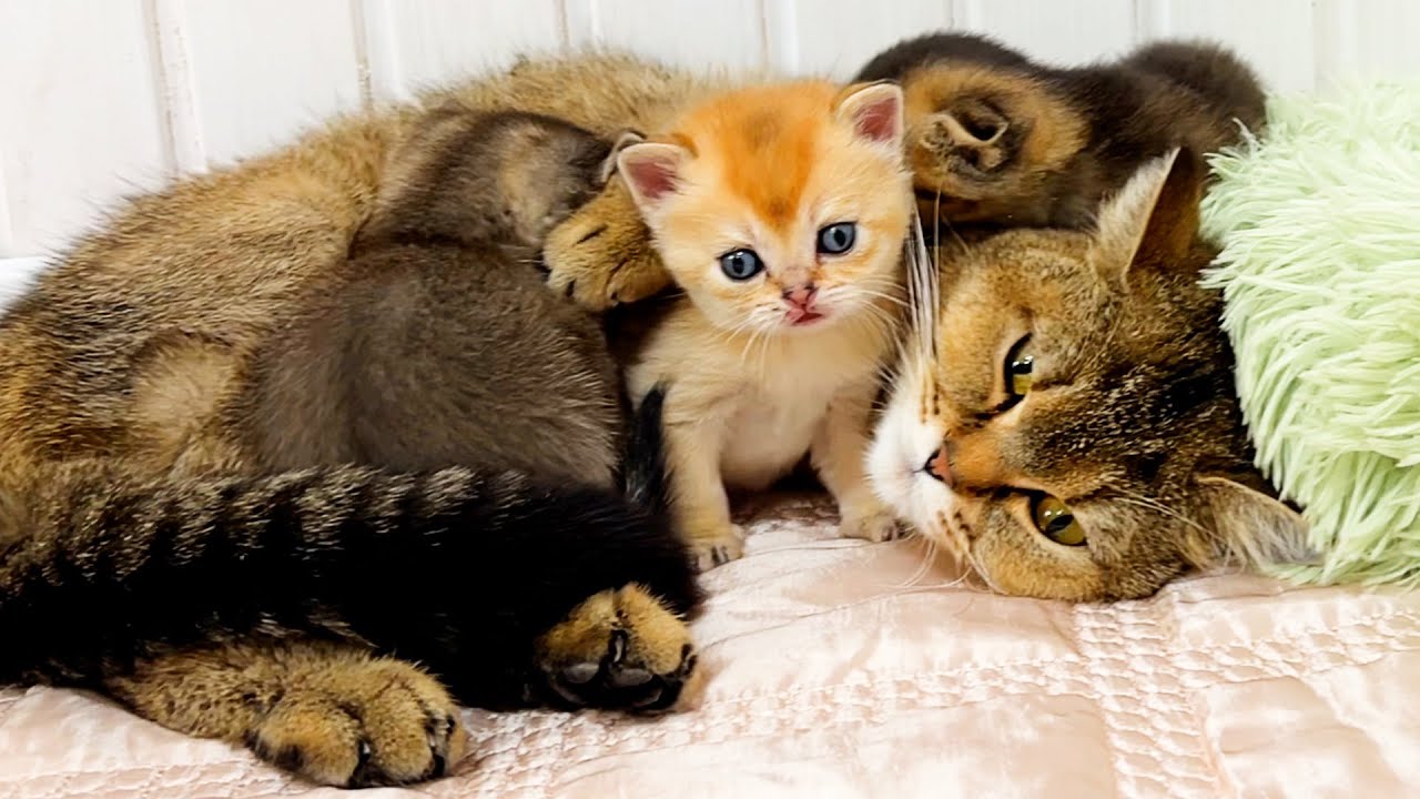 Mother cat hugs her little kittens tightly so cute - YouTube