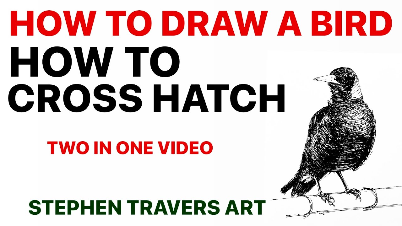 How to Cross Hatch AND How to Draw a Bird! - YouTube