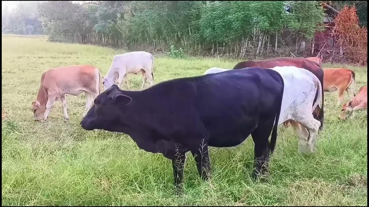 sapi sapi lacu lagi makan bareng,suara sapi memanggil kawanan.. - YouTube