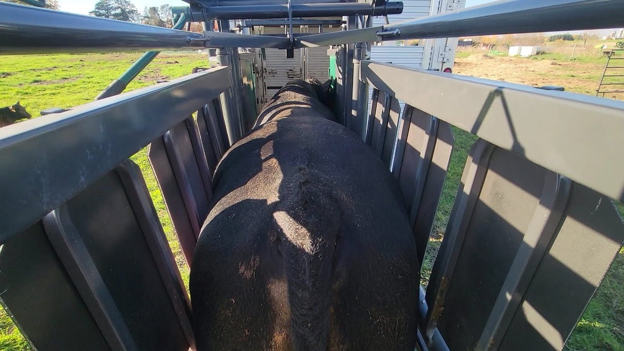 Let the bawling begin, weaning calves, fresh cows go back to pasture ...