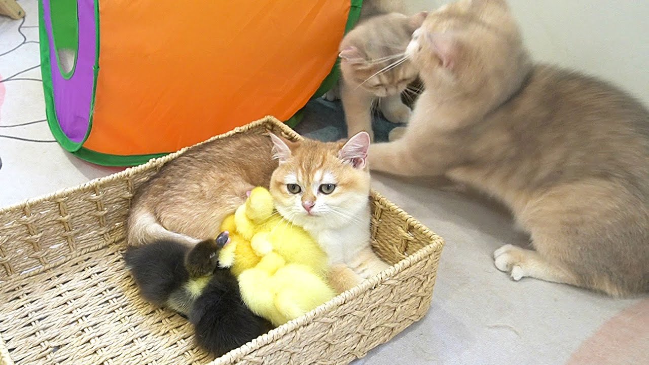 Kitten Taco hugs the ducklings to protect them when mom cat and her ...