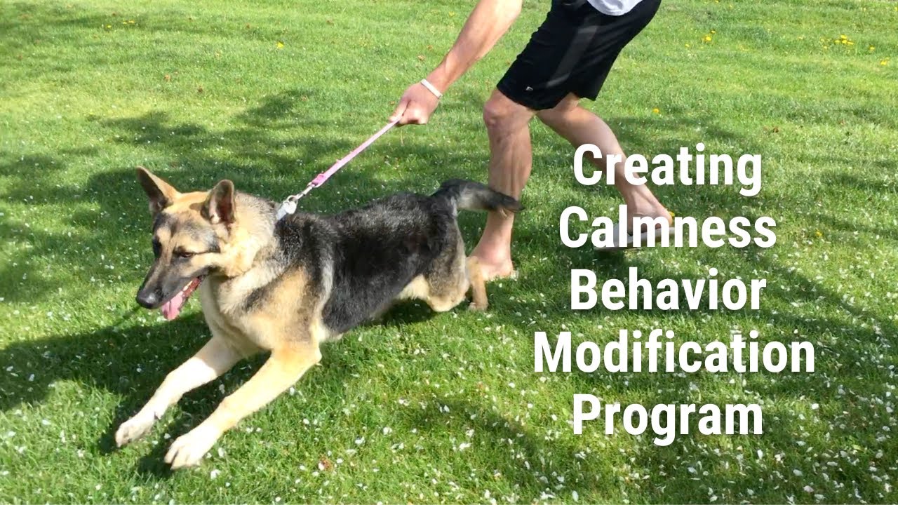 Behavior Modification Program | Kate Walker @The Incredible K9 - YouTube